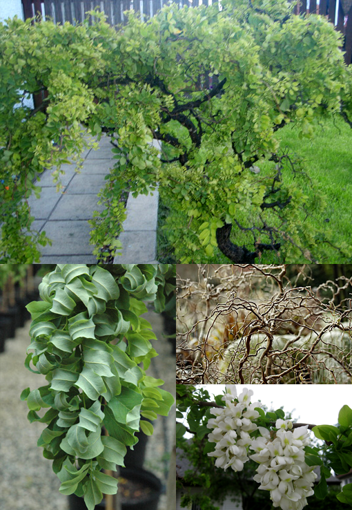 Plant This Now Berkeley: Tree #1) Robinia pseudoacacia 'Lace Lady'