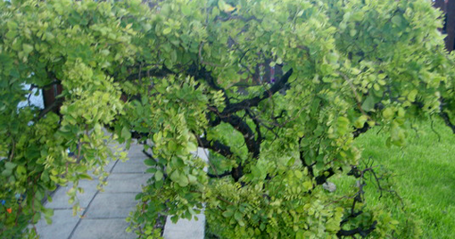 Plant This Now Berkeley: Tree #1) Robinia pseudoacacia 'Lace Lady'