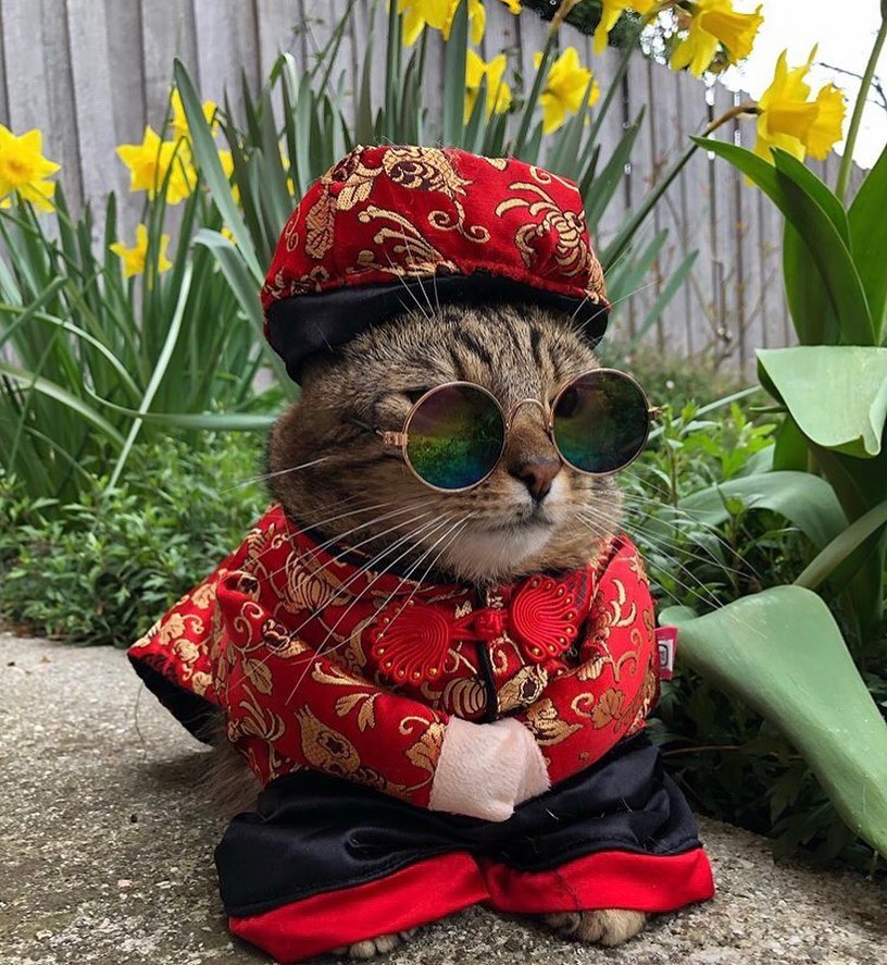 Pet Stars Insta-Museum VIP Cat Nights - Nov 29 to Dec 19 | Australian ...