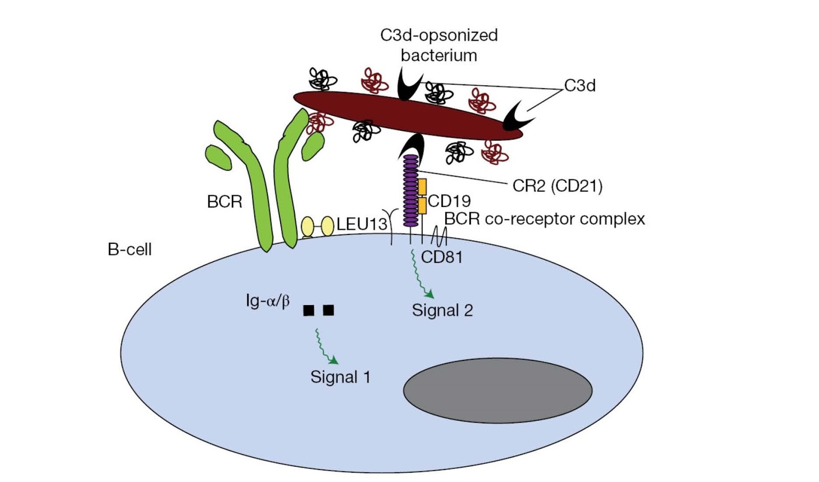 The B‐Cell Surface Receptor For Antigen (BCR) - pediagenosis