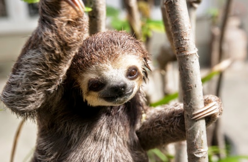 ΒΡΑΔΥΠΟΔΕΣ ( SLOTHS ) photos - wallpapers (ανανεωμένο) | the fun bank