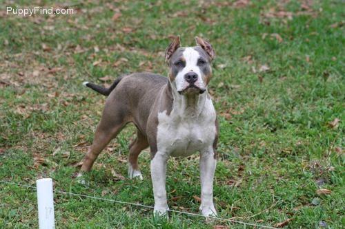 Hard nut to crack: Colores AMSTAFF