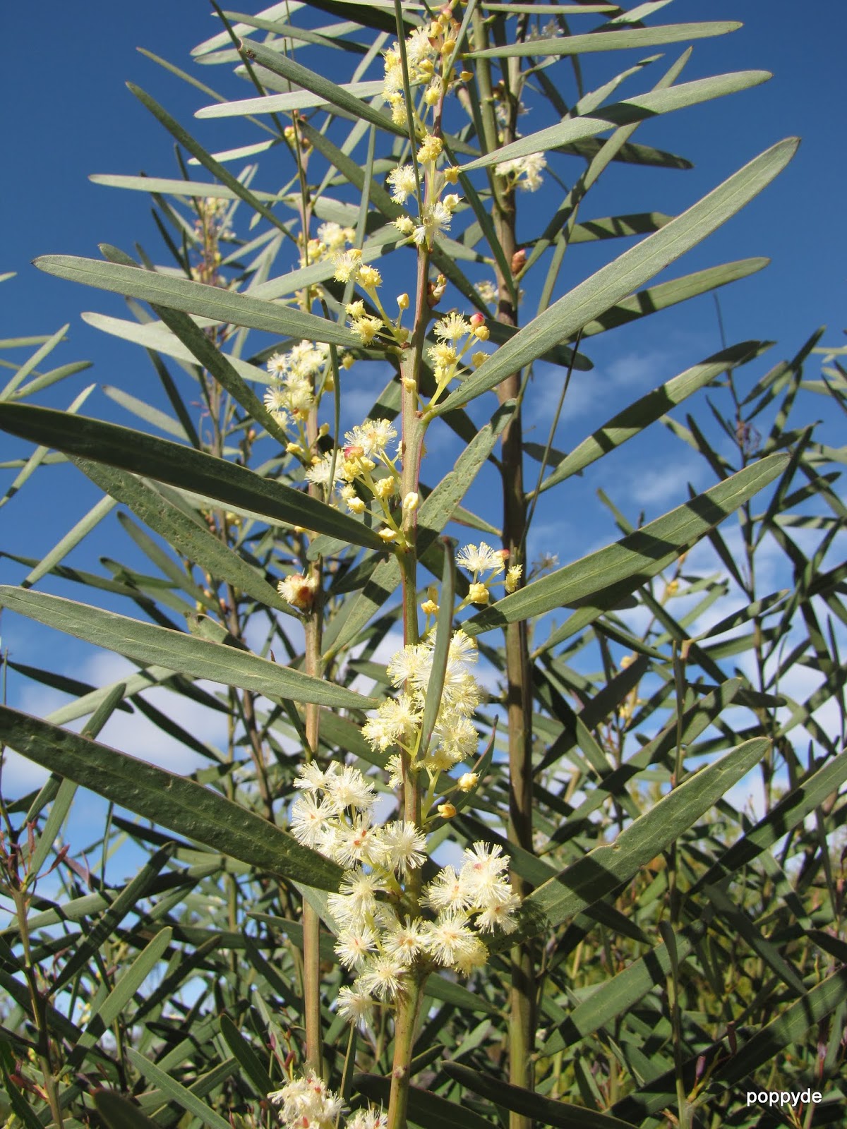 Sydney's Wildflowers and Native Plants: Acacia suaveolens - Sweet Wattle.