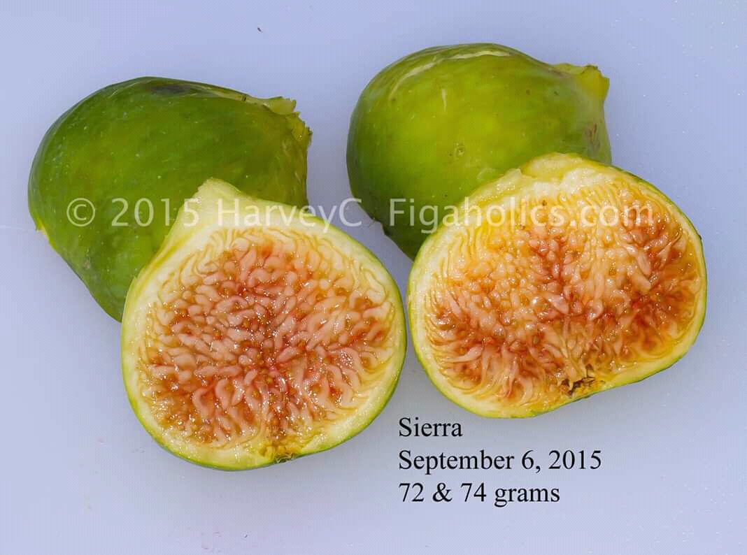 Sierra Fig - Var Tin