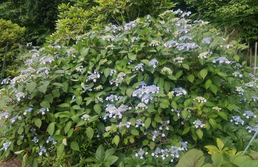 Future Plants by Randy Stewart: Hydrangea - Other Species