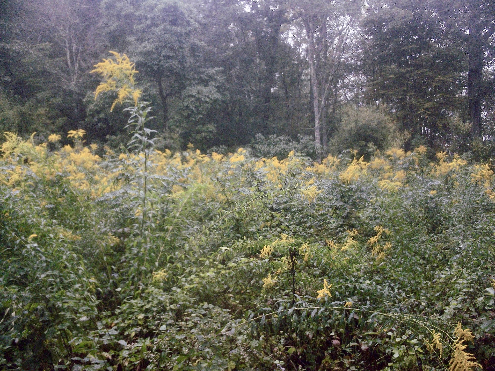 Appalachian Trail Adventures: 2020 - The William Bartram Trail ...