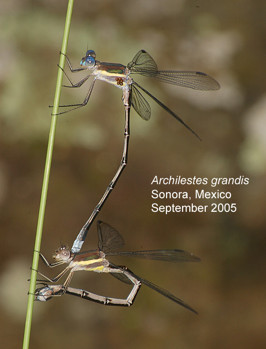 Northwest Nature Notes: ODONATE OVIPOSITION