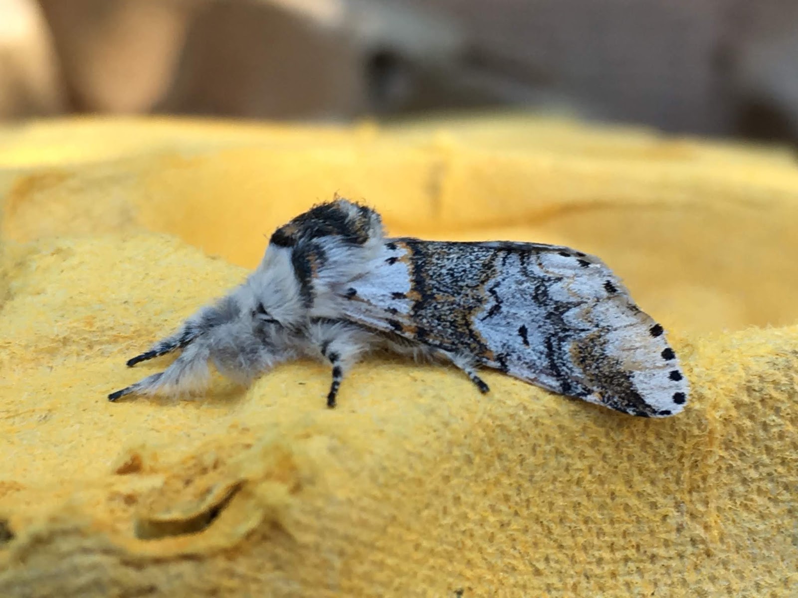 Martin's Moths: Two little kittens