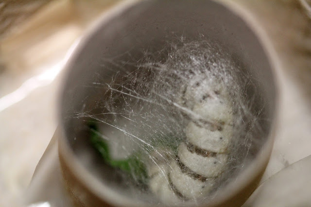 Amazing Silkworms: Spinning Cocoons Photoshoot