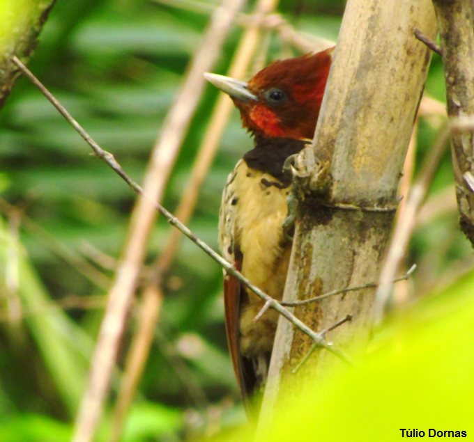 A conservação do Pica-pau-do-parnaíba no cerrado brasileiro - Natureza ...