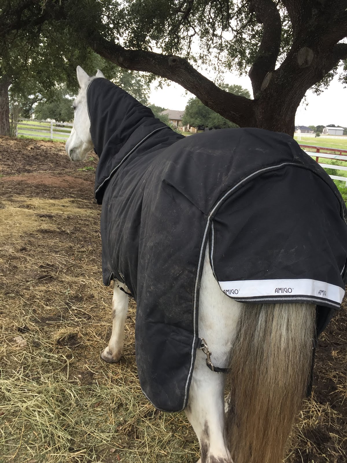 Wyvern Oaks: ProStride joint injections for the Cushings horse