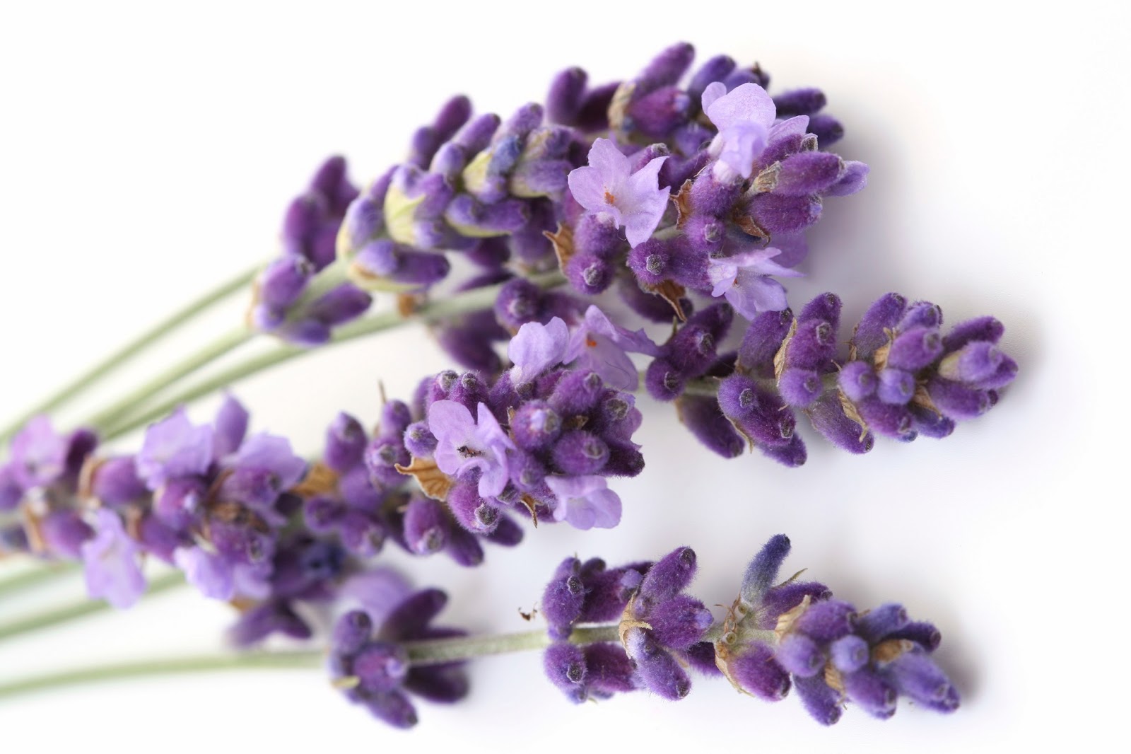Hablemos de salud.: Beneficios de la lavanda.