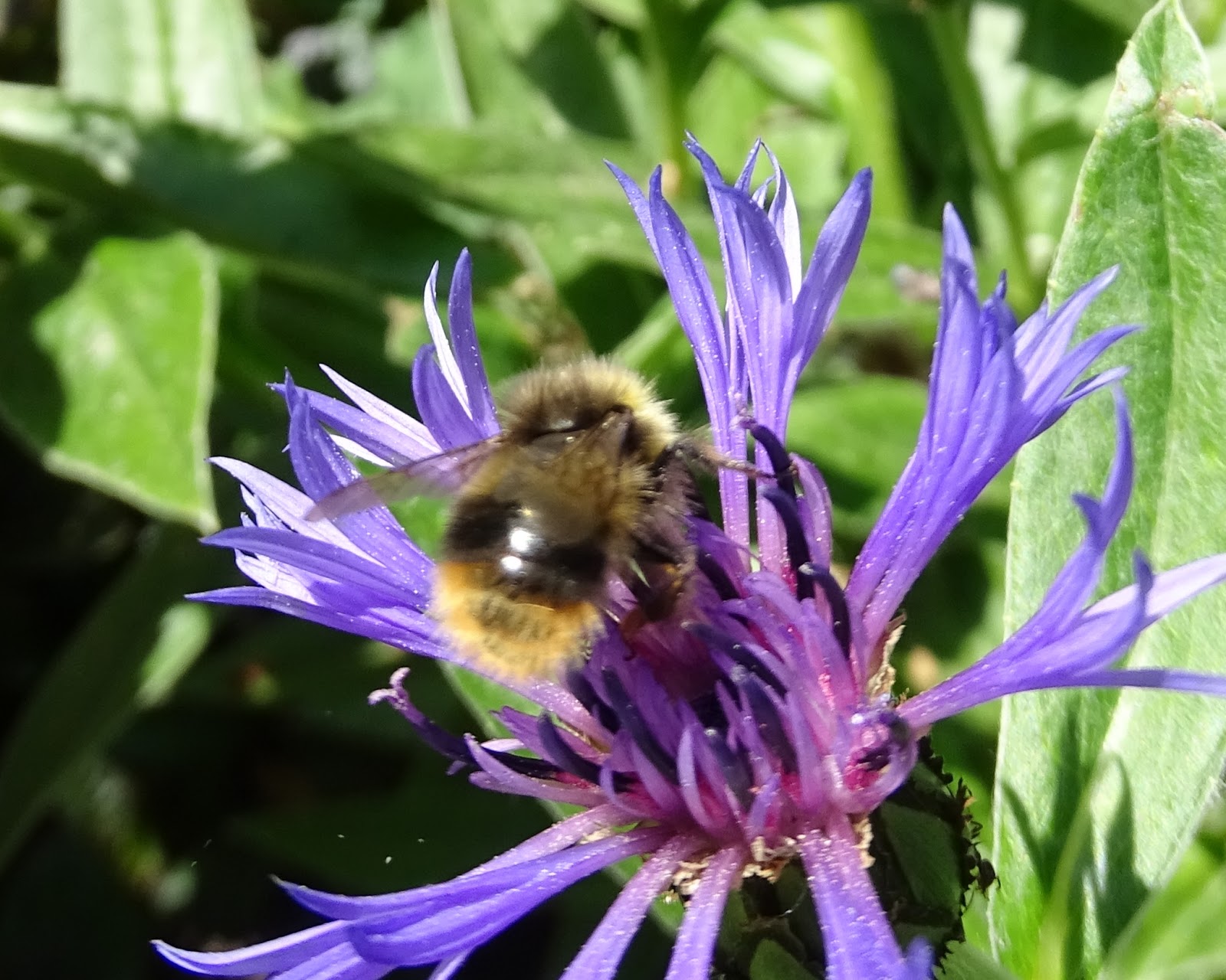 oog voor de natuur: Weidehommel (Bombus pratorum) op bergkorenbloem.