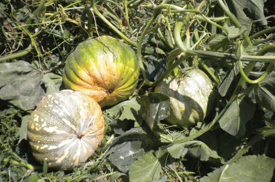 PERTANIAN UNTUK NEGERI: Tanaman Labu Mudah Dikembangkan