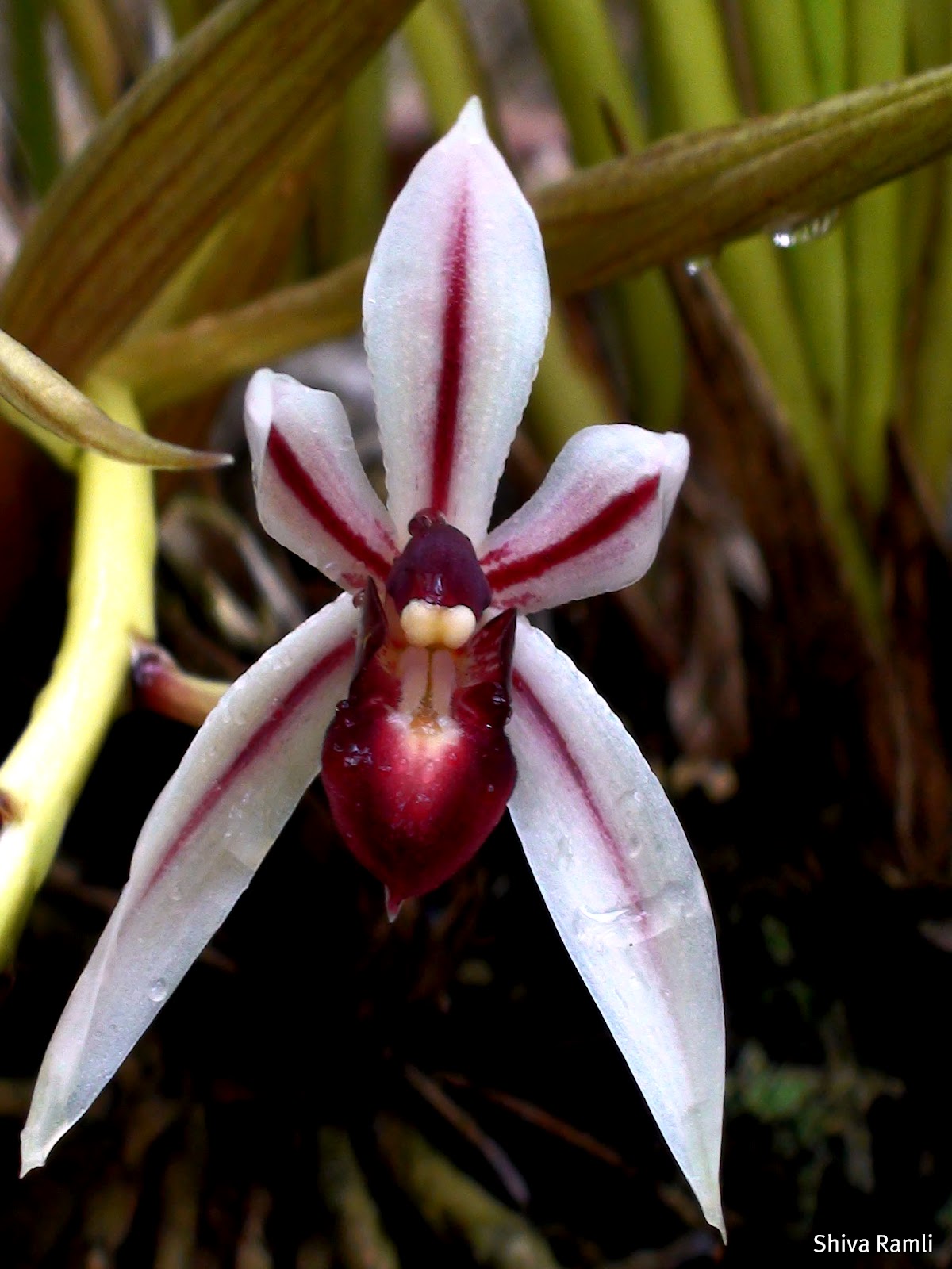 Wild orchids in sumatra: Cymbidium acutum Ridl., 1896