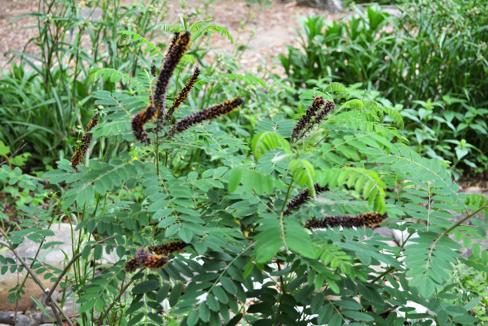Wildflower Wednesday: Amorpha fruticosa