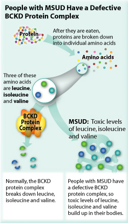 Jake's Honors Biology Blog: Maple Syrup Urine Disease (MSUD)