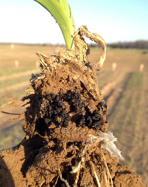 MOUND: The Garlic Fields