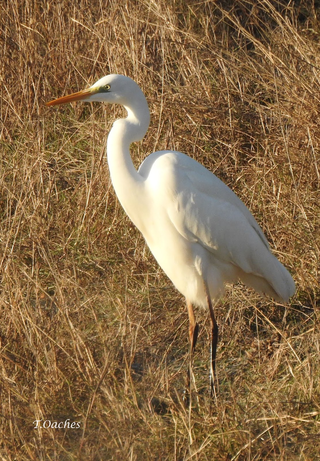 PASARI DIN ROMANIA: EGRETA MARE, Ardea alba