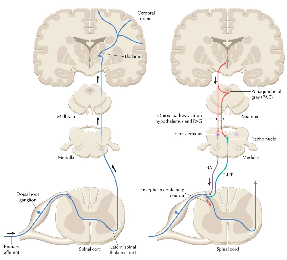 Pain Pathways - pediagenosis