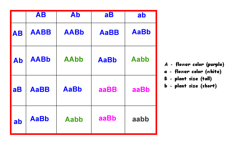 Biology Vocabulary Terms: Dihybrid Cross