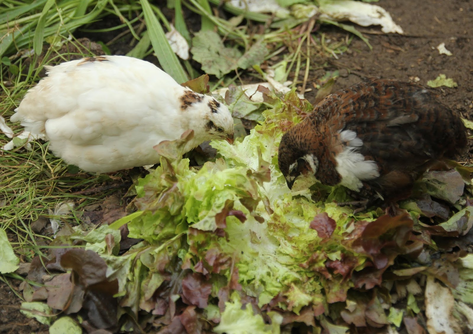 Colours of Coturnix Japonica Quail Part Three - White, Panda, Tibetan ...