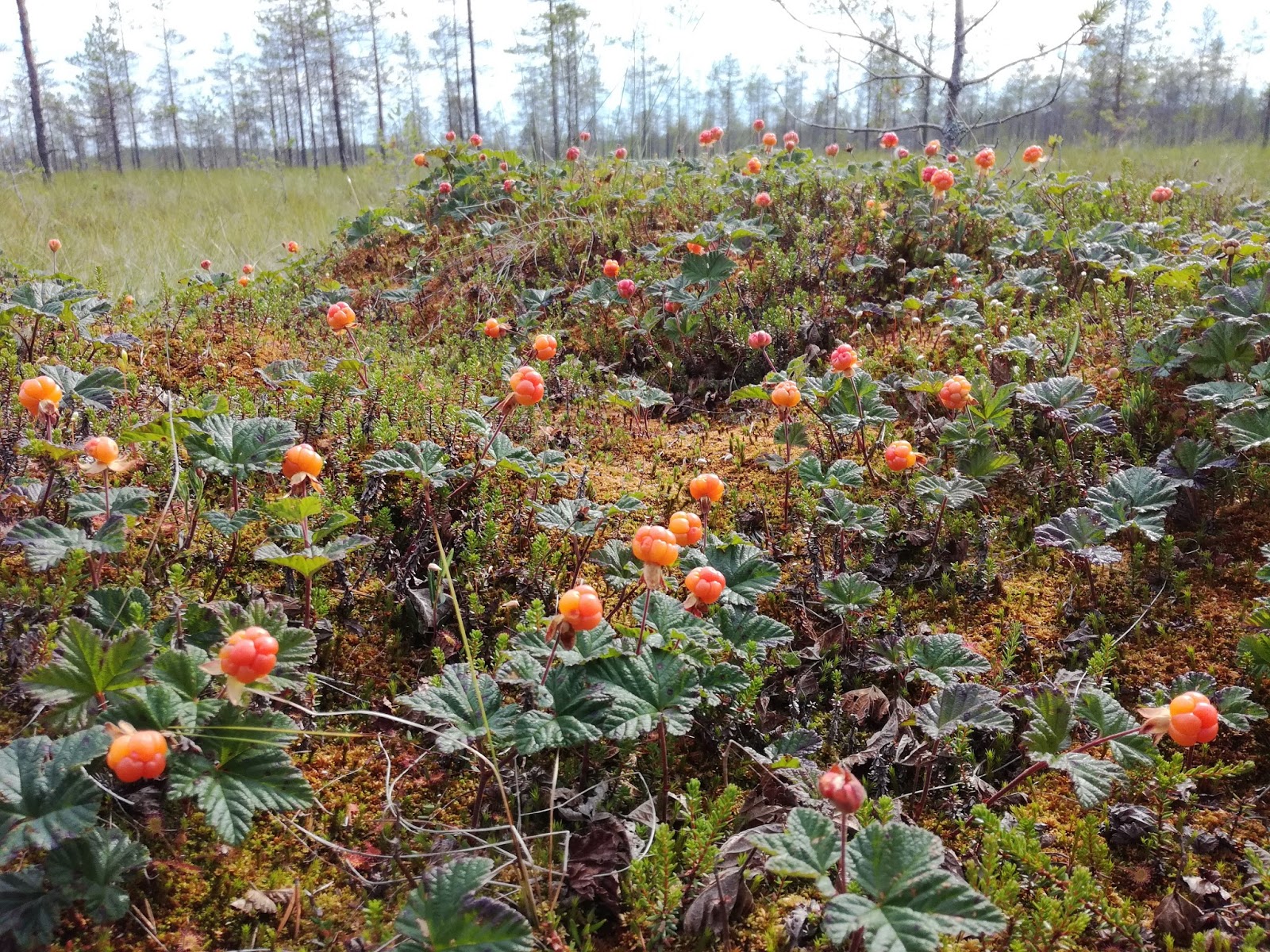 Ajan kulkua ja ajatuksia: Lakka-aikaan