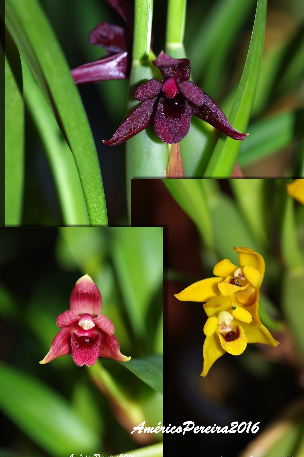 Orquídeas soltas: Maxillaria variabilis