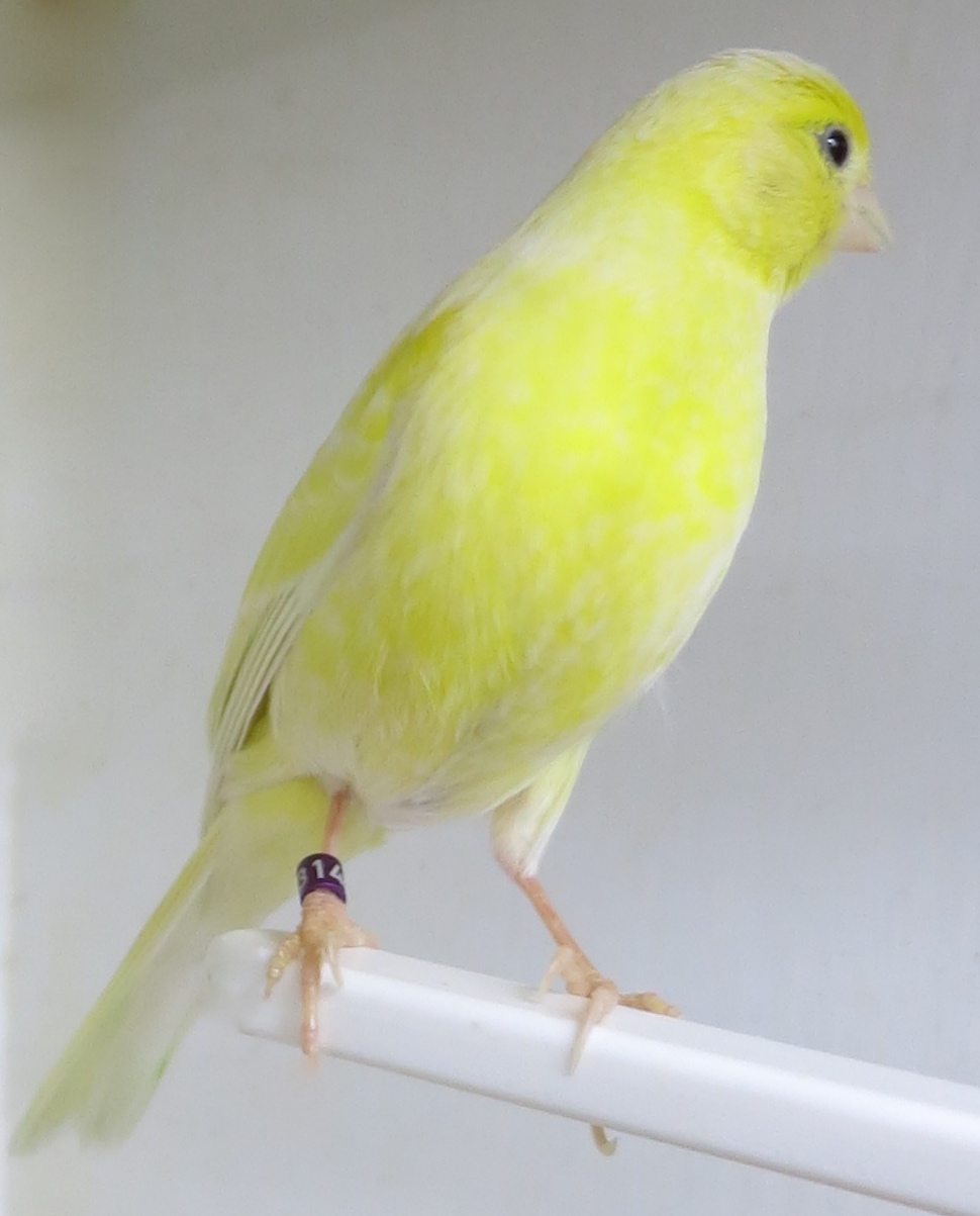 Canary Tales: Oh No! Irish Fancy Hens Hint of Developing Brood Patch Part 1