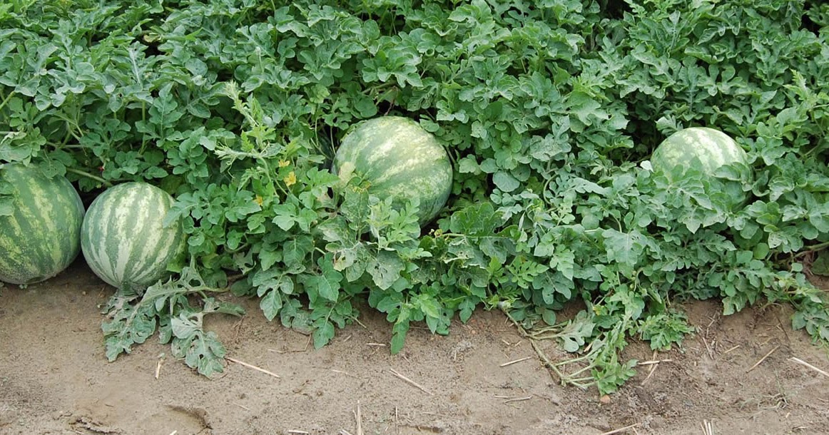 Watermelon seed germination - swimguide