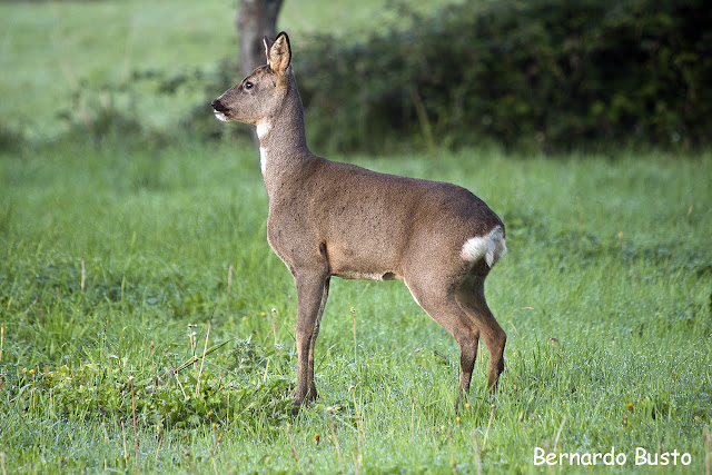 RÍA DE LA VILLA: Corza desde el coche