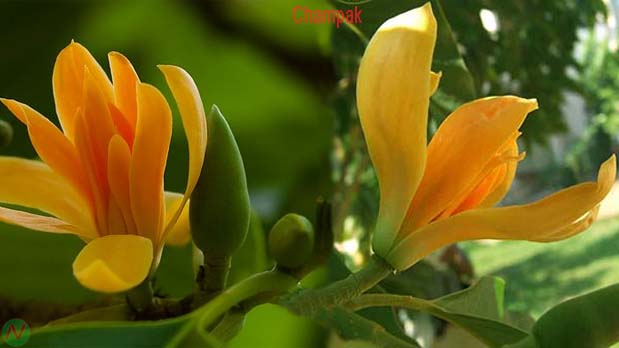 Flowers Name | English Meaning & Image | Flowers Vocabulary | Necessary ...