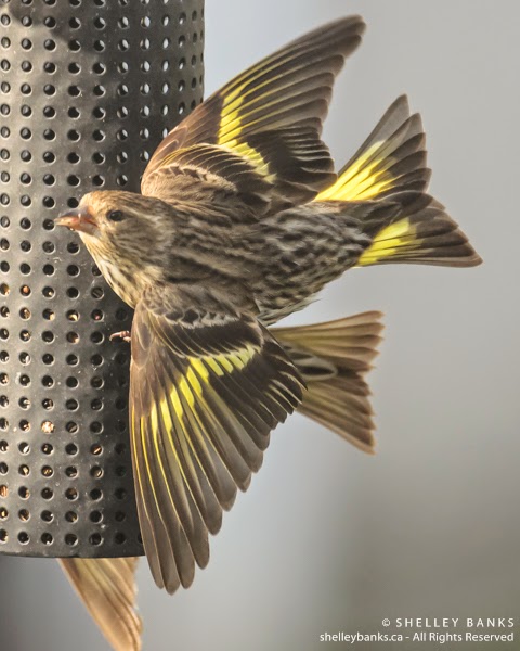 Prairie Nature: Pine Siskin Arrives: A new bird in my Regina, SK, backyard