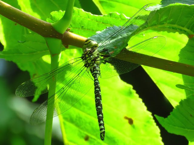 BugBlog: A Southern Hawker