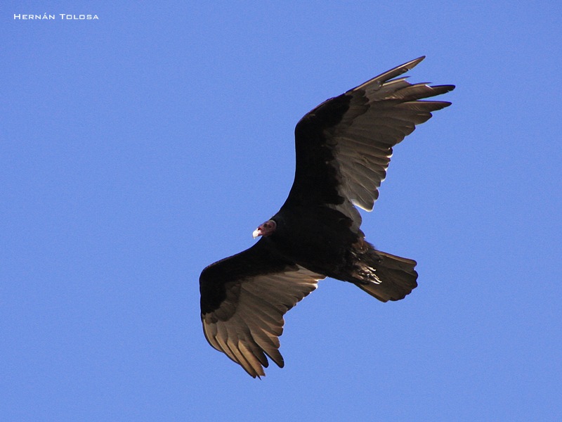 Aves de Argentina: Jote cabeza colorada (Cathartes aura)