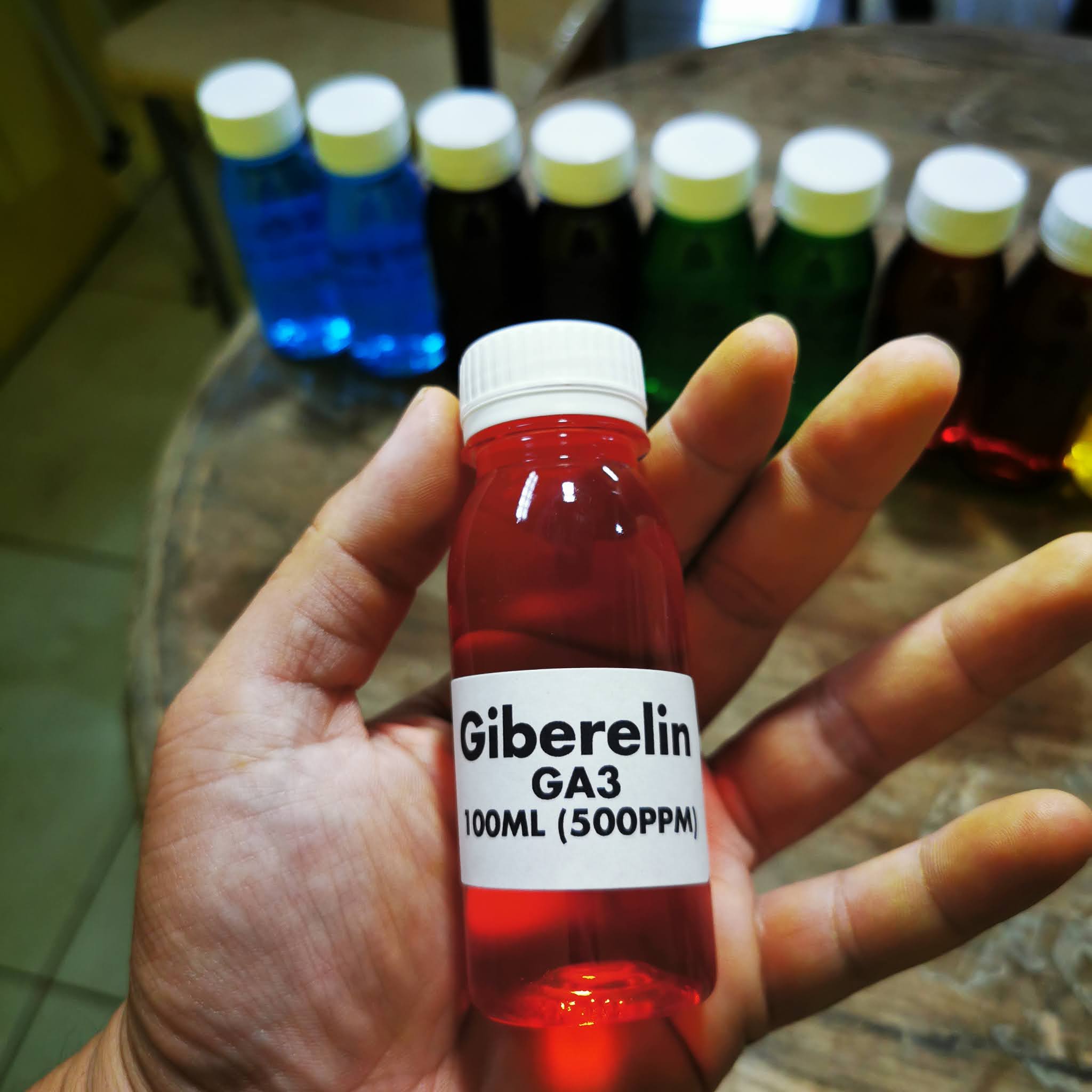 Hormon Tanaman Giberelin 100ml Pembungaan dan Pembuahan