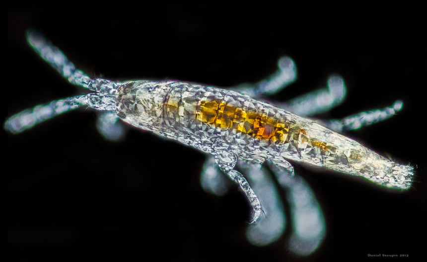 Microworlds: Polarized light vision and marine crustaceans