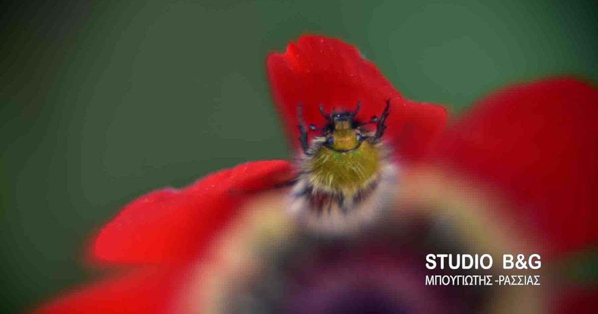 Φωτογραφία: ΝΑΥΠΛΙΟ: ΤΟ ΣΚΑΘΑΡΙ PYGOPLEURUS HUMERALIS.