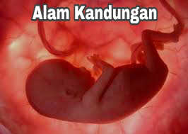 Kehidupan Manusia di Alam Rahim (Kandungan) sebelum ke Alam Dunia - Kuwaluhan.com