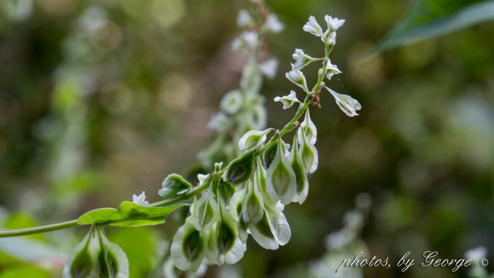 "What's Blooming Now" : Climbing False Buckwheat (Fallopia scandens)