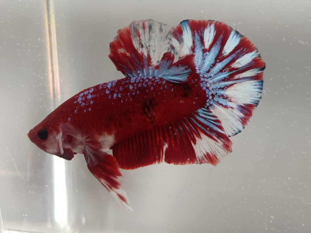 A Red Avatar Over Halfmoon Plakat Tail Betta Fish