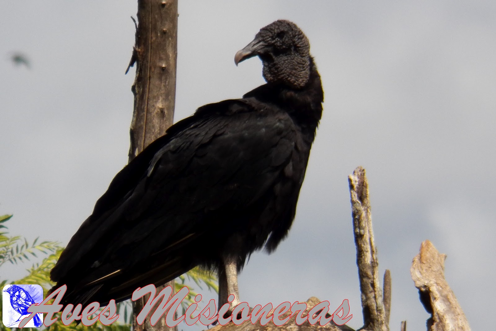 Aves Misioneras: Jote cabeza negra: Coragyps atratus