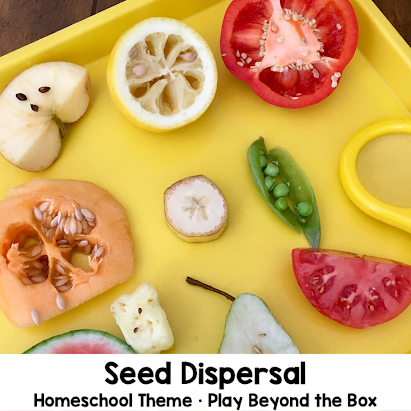 Homeschool Week 2: Seed Exploration & Dispersal