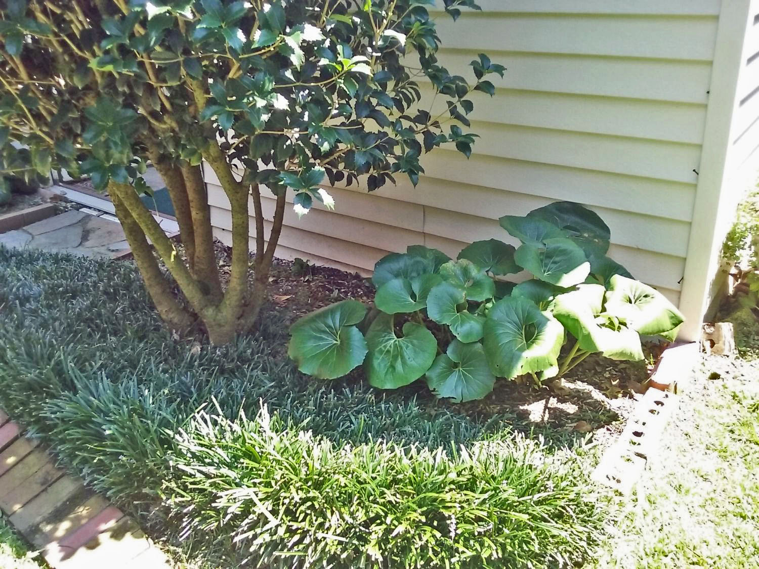 SHOOTS & MATTERS: Monkeying Around with Monkey Grass - Monkey Grass Beds with Monkey Grass Borders