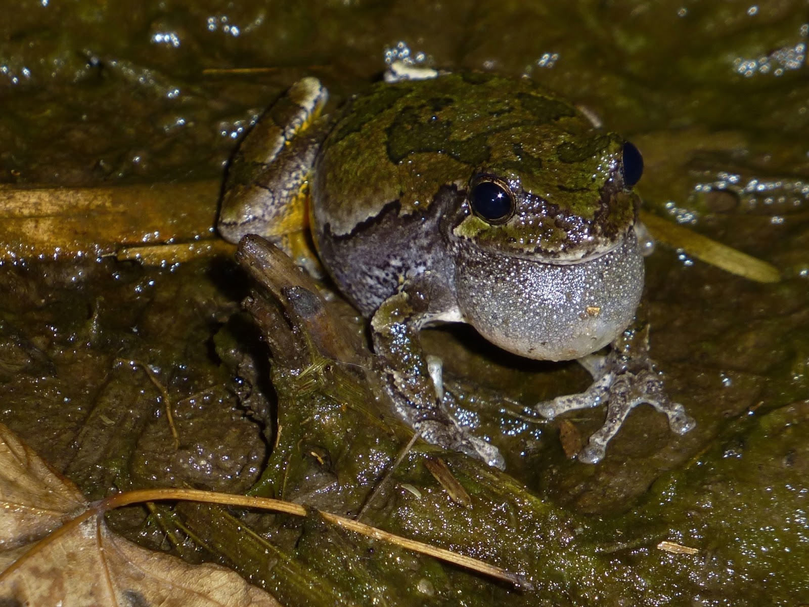 The Nature of Henry: Frogs in Minnesota