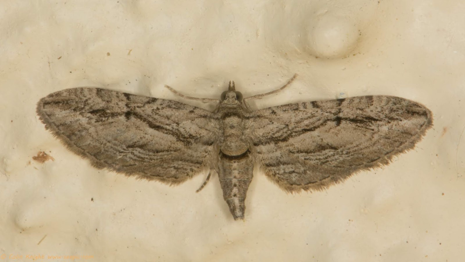 Postcards from Sussex