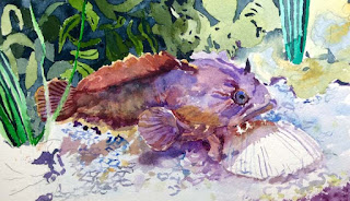 My Watercolor Madness: Toadfish