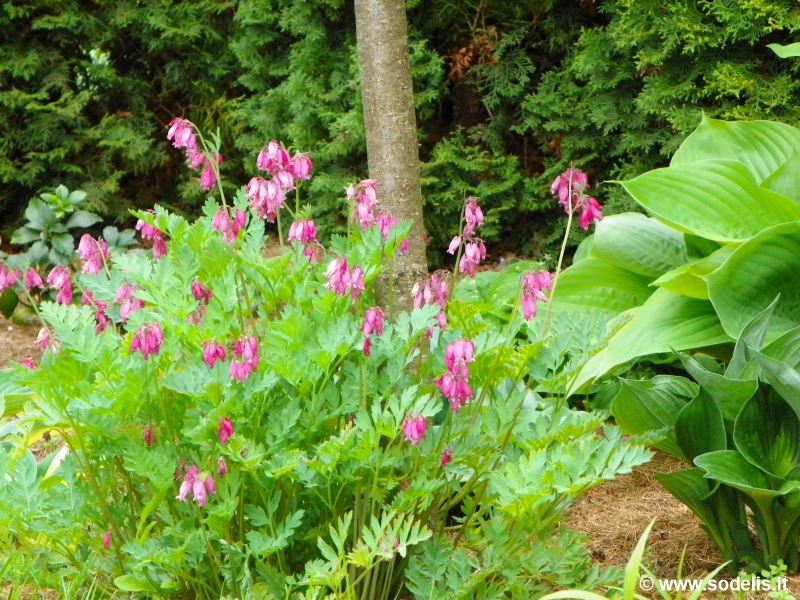 sodelis.lt: Gėlių abėcėlė arba mažiau yra daugiau
