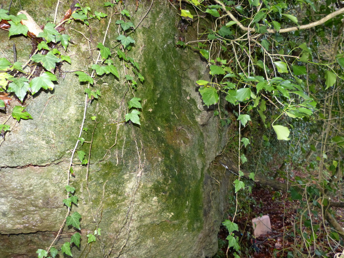 South Wales Bryophytes: Radyr Quarry