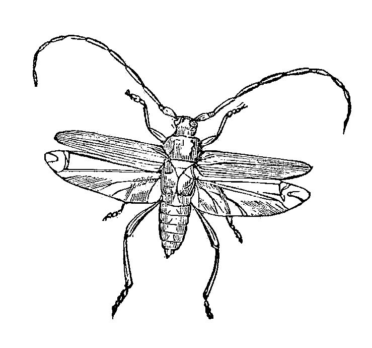 Digital Stamp Design: Free Insect Digital Stamps: 2 Vintage Bug Beetle ...